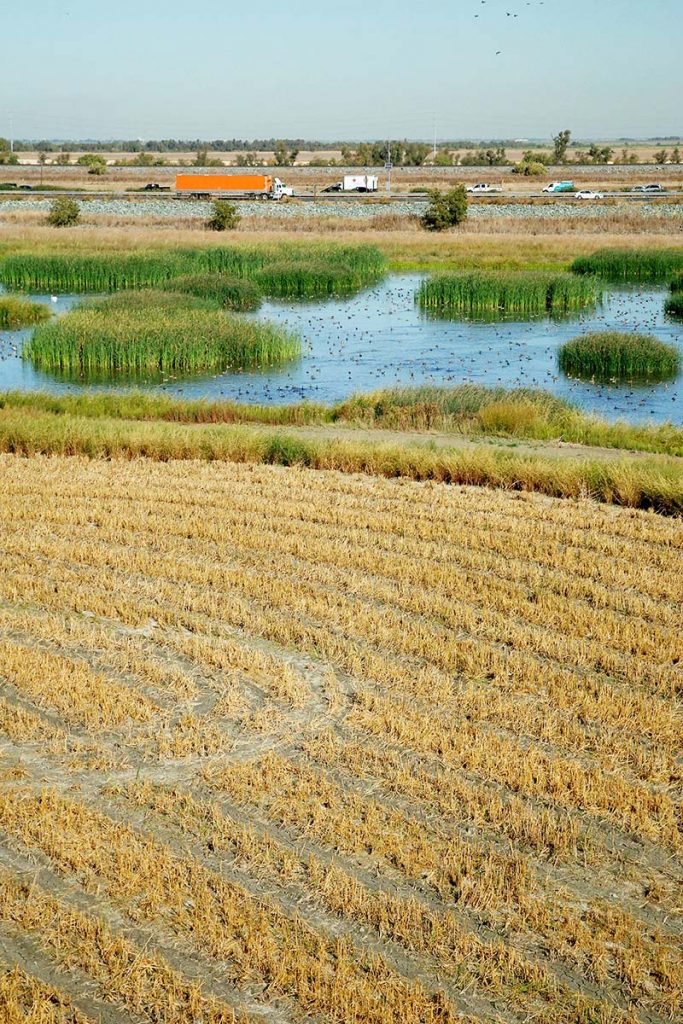 Rice: The Other Climate- and Wildlife-Friendly Solution for the Delta ...